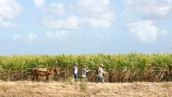 Cuban Agriculture & Farming Economy