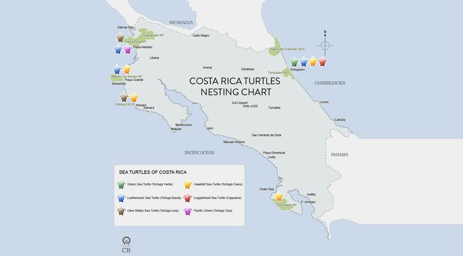Costa Rica Sea Turtles & Sea Turtle Conservation