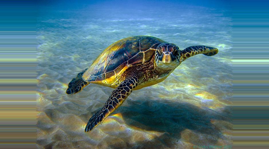 Costa Rica Sea Turtles & Sea Turtle Conservation
